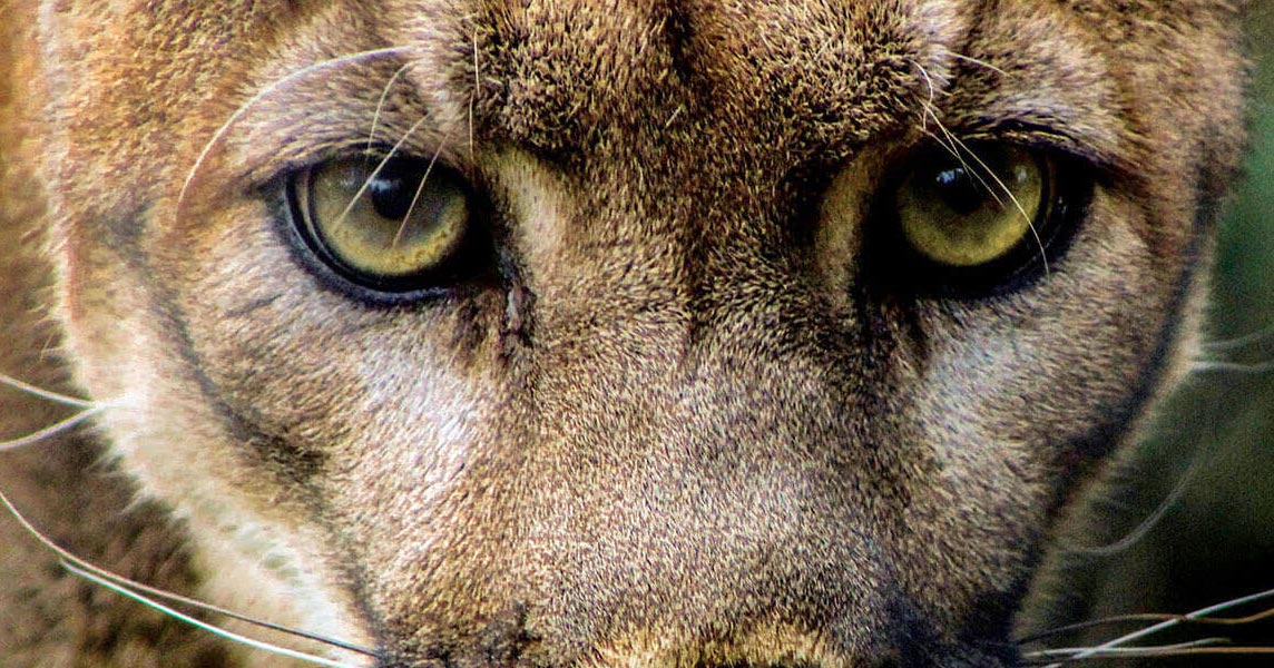 Animals | ZooAmerica